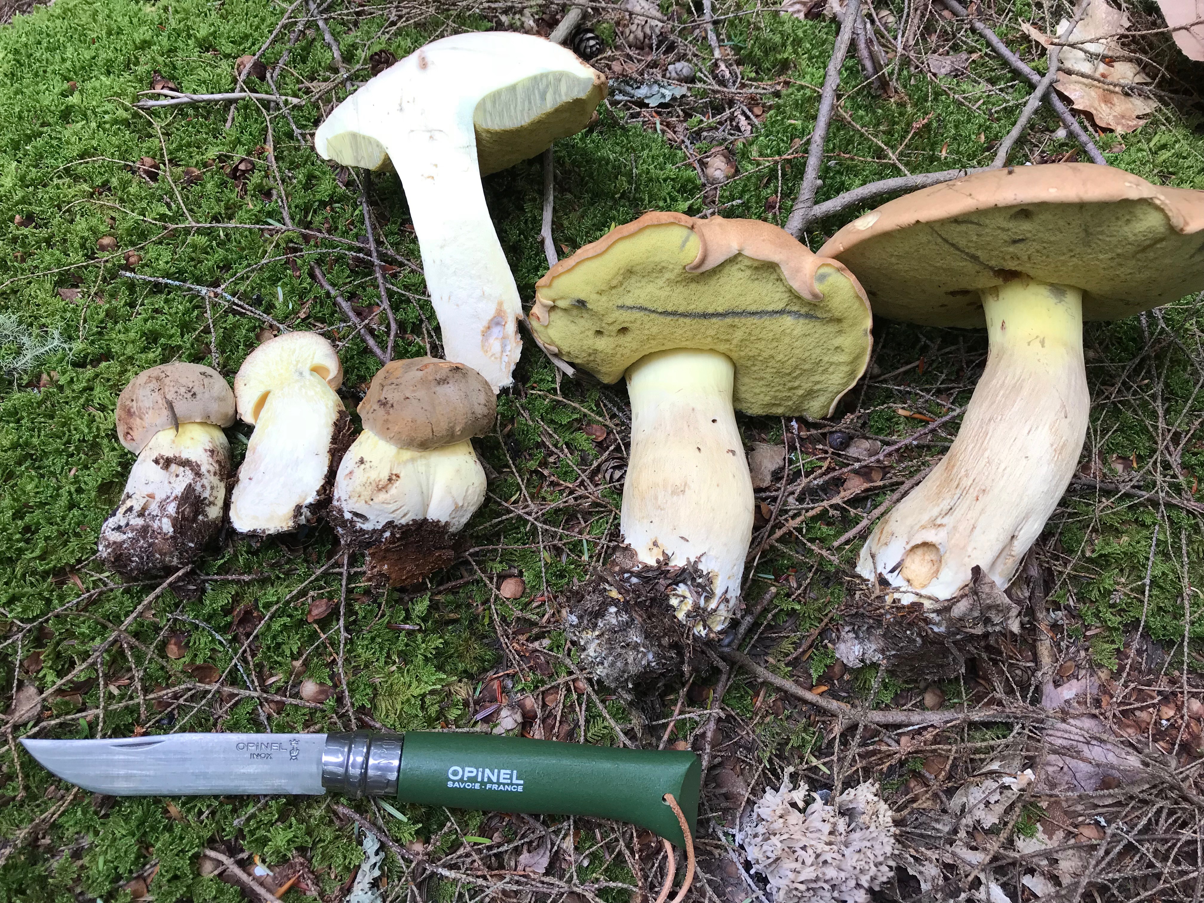 Mushroom Poisoning Alert: Boletus huronensis – Maine Mycological ...