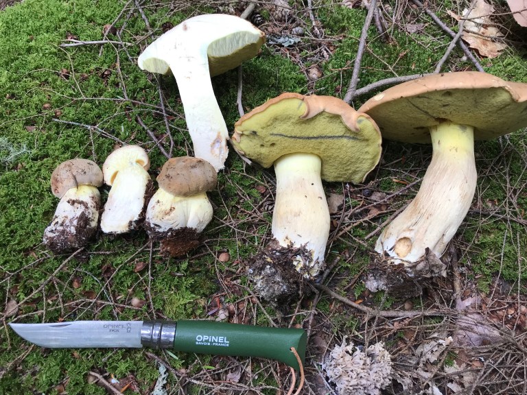 Mushroom Poisoning Alert: Boletus huronensis – Maine Mycological ...