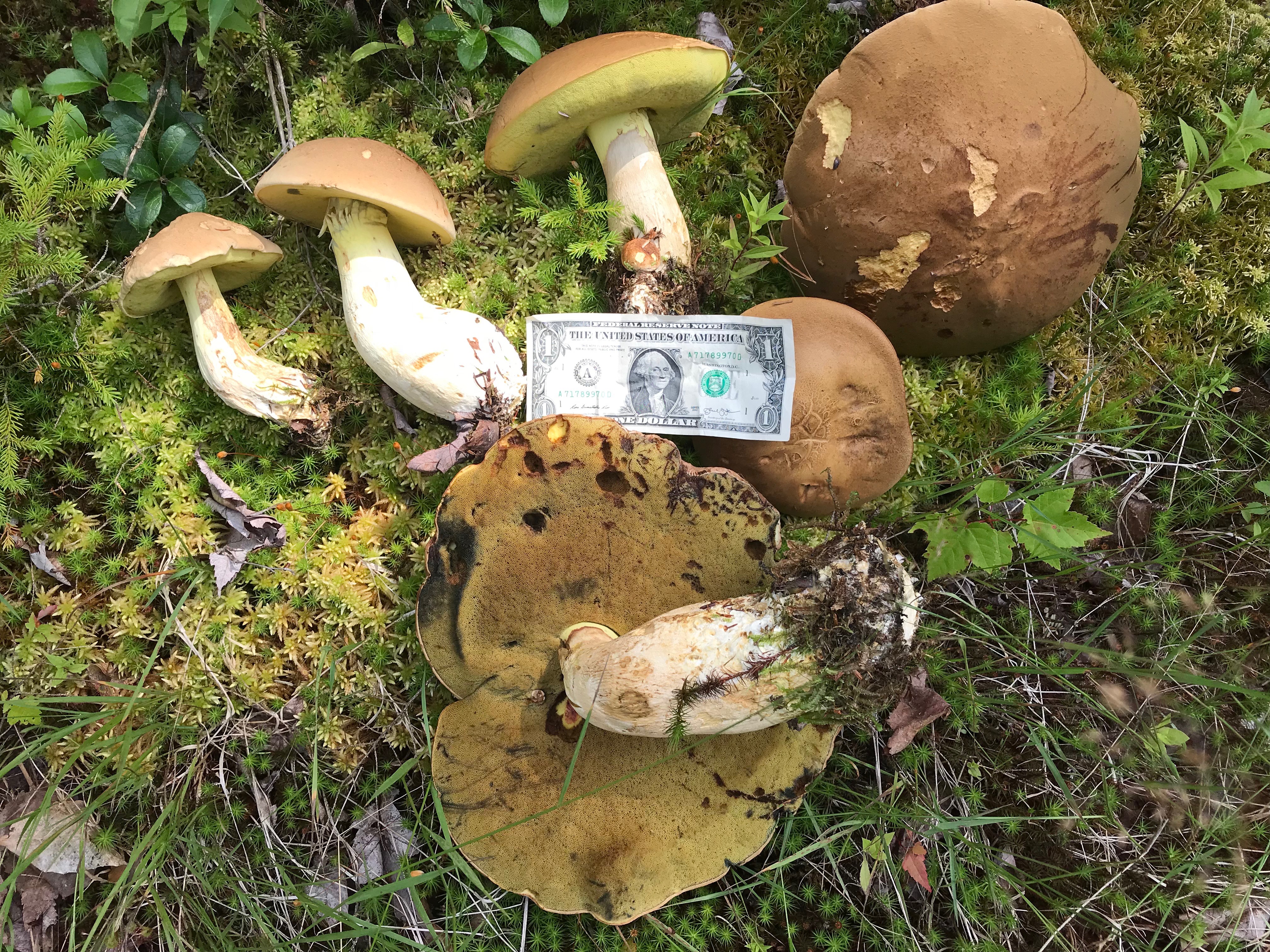 Mushroom Poisoning Alert: Boletus huronensis – Maine Mycological ...