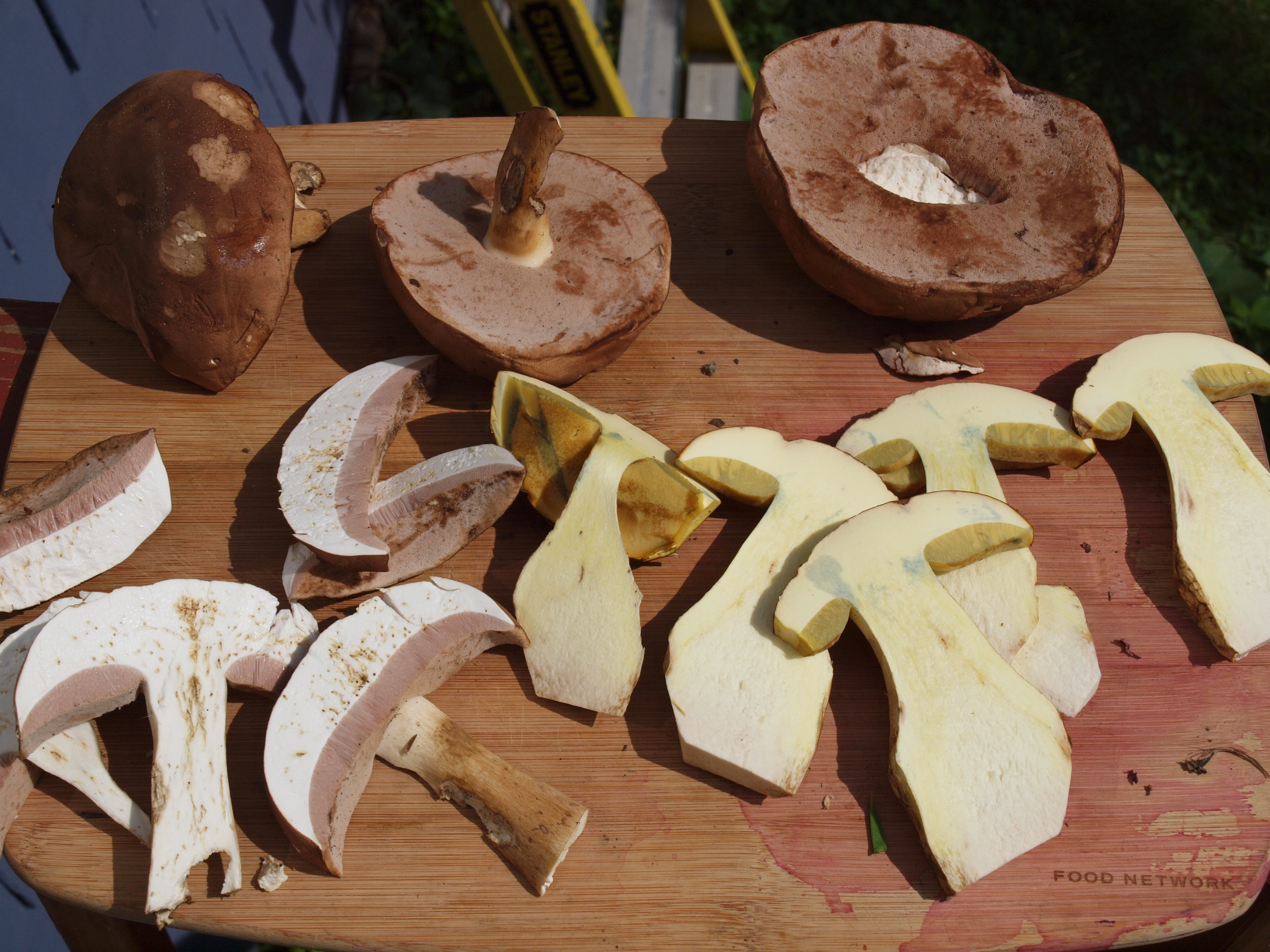 Mushroom Poisoning Alert: Boletus huronensis – Maine Mycological ...